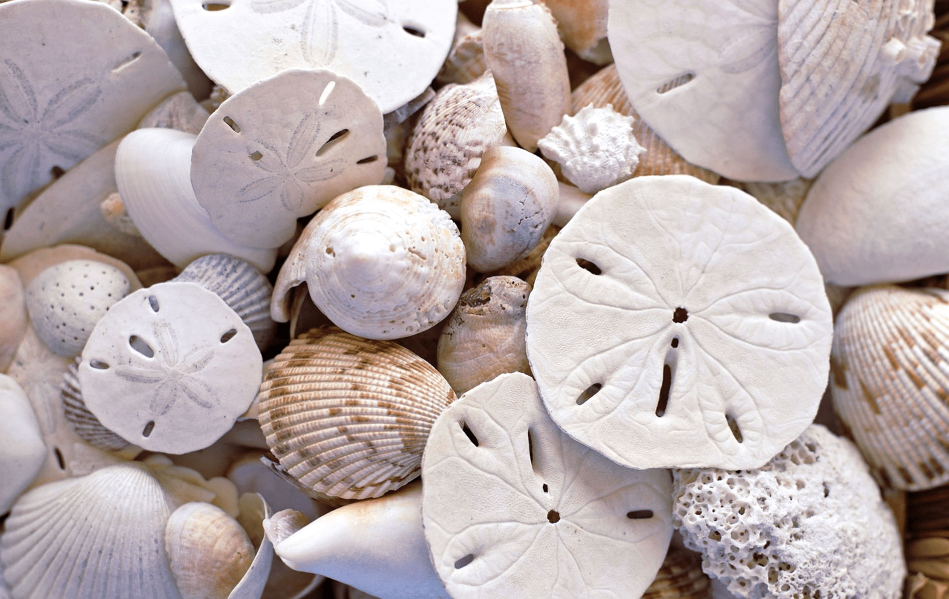 Beachcombing 101: How to Find Sand Dollars